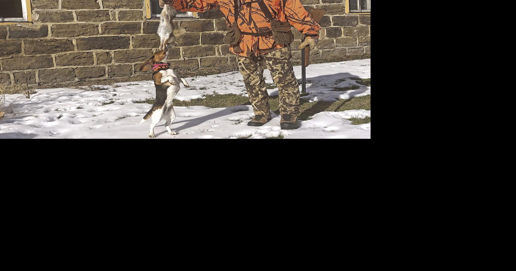 Beagles get jump on rabbits despite cold, dry air | | wdtimes.com