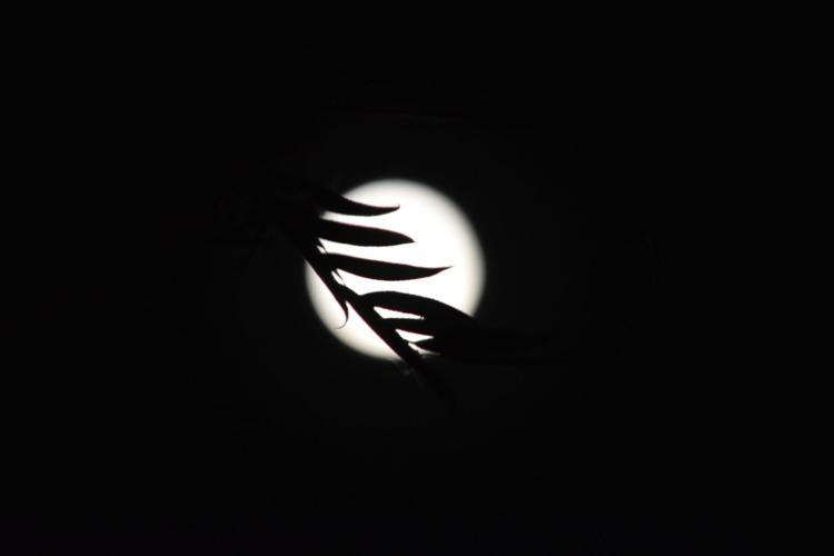 Every once in a blue moon ... | Local News | wdtimes.com