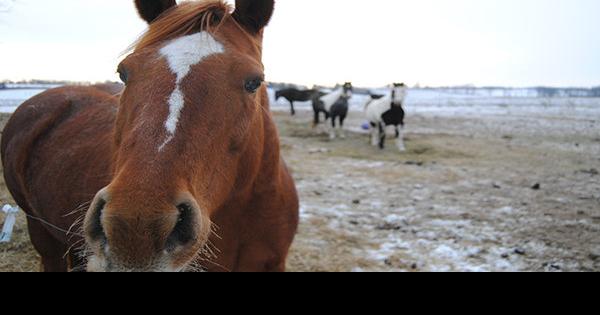 Believe it or not: Farm animals can handle cold | News | wdtimes.com
