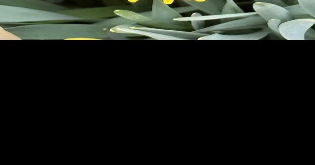 March showers bring April daffodil flowers | Local News | wdtimes.com