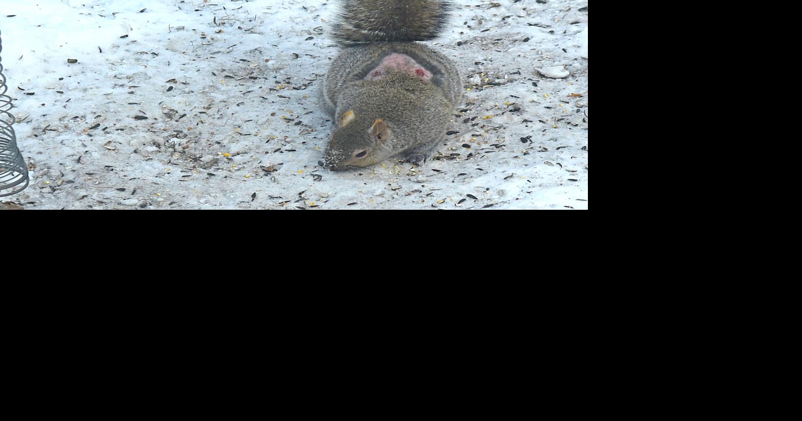 do squirrels like snow