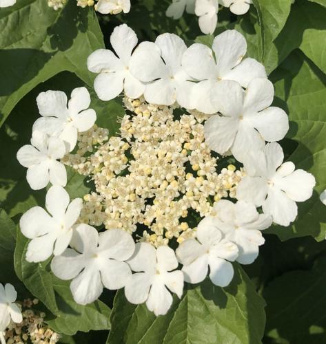 Marquardt Campus in full bloom | Lifestyle | wdtimes.com