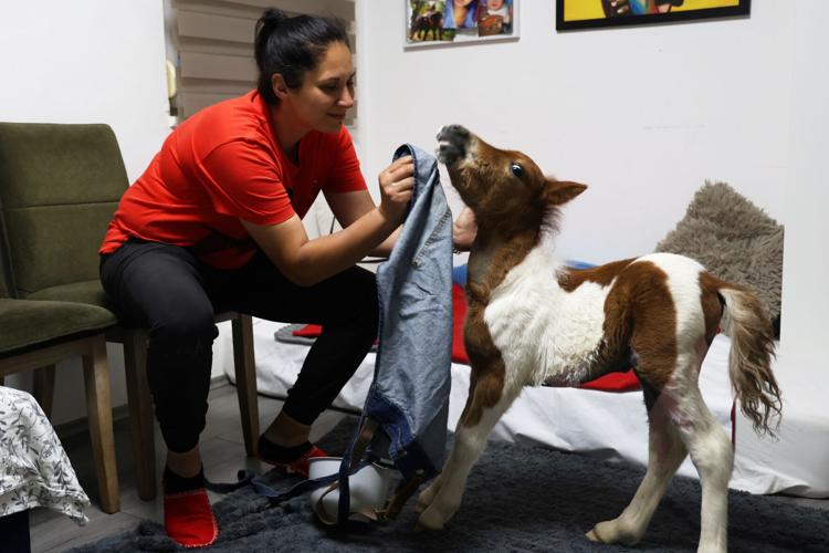 A month-old pony moves to a 4th-floor apartment in Croatia. Neighbors ...