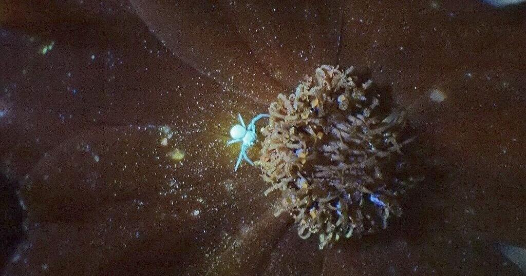 The glowing attraction of spiders | Lifestyle | wdtimes.com