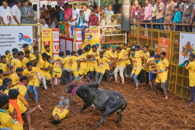 PHOTO ESSAY: Centuries-old bull festival in southern India remains ...