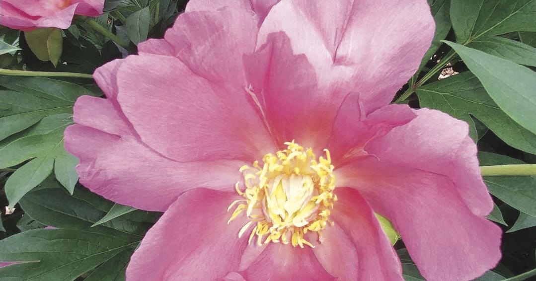 Rare peonies sale ending at Hoard museum | Lifestyle | wdtimes.com