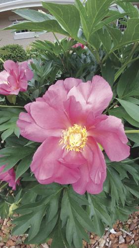 Rare peonies sale ending at Hoard museum | Lifestyle | wdtimes.com