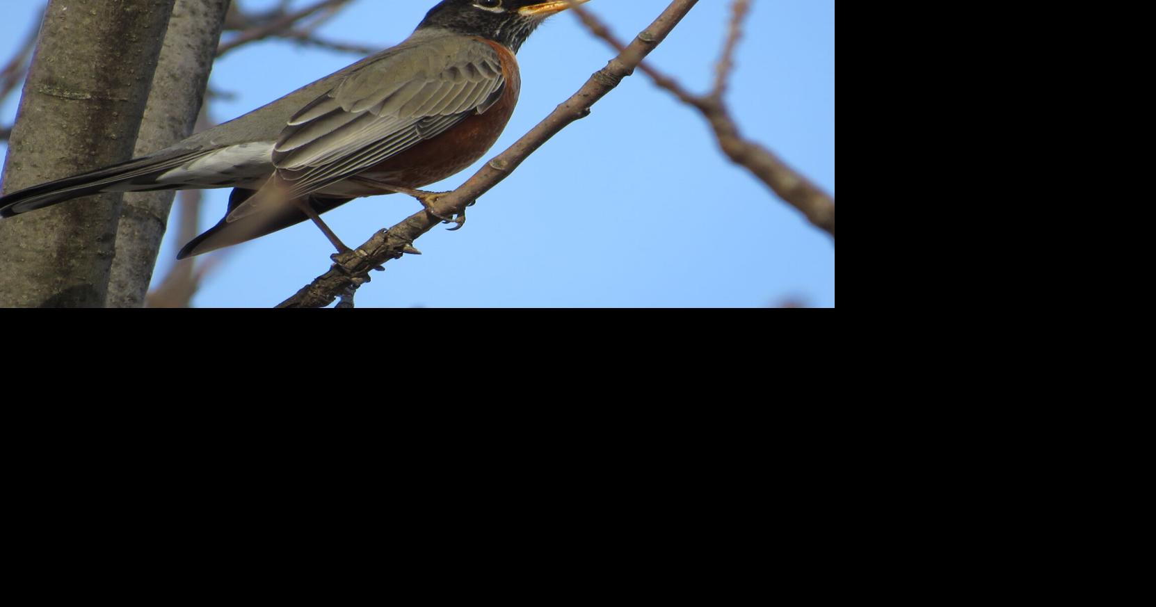 First robin of spring | | wdtimes.com