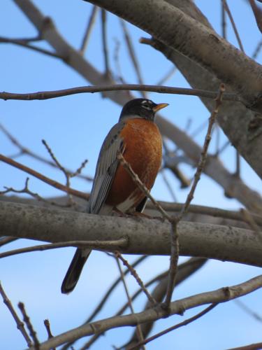 First robin of spring | | wdtimes.com
