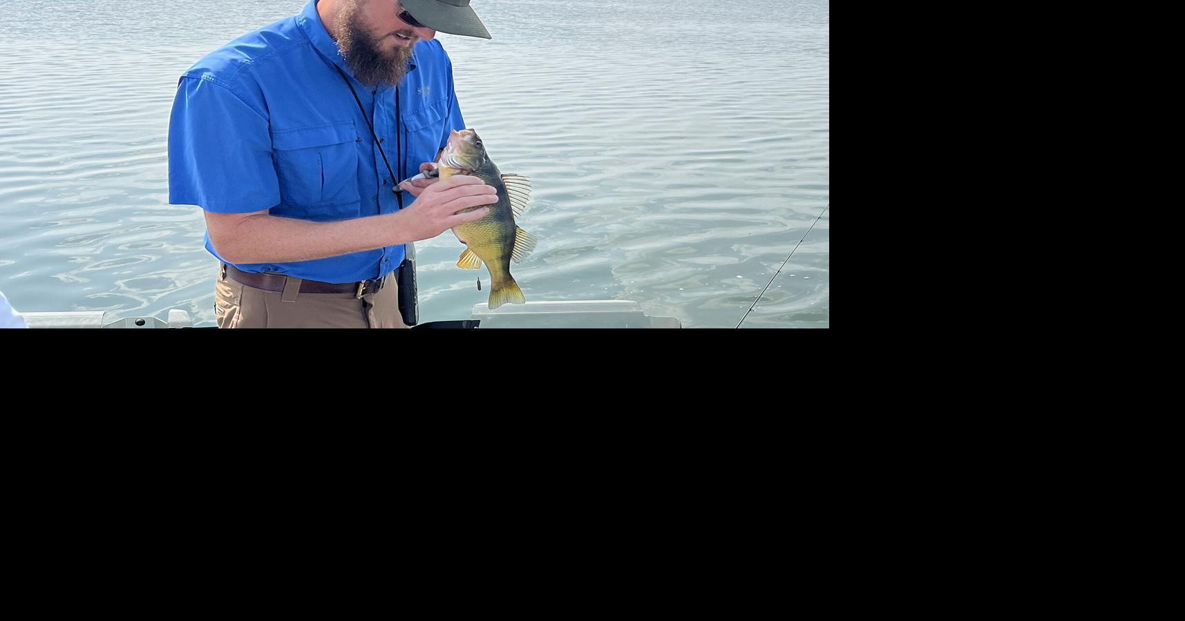 Perch in Idaho’s Lake Cascade are a western phenomenon | | wdtimes.com