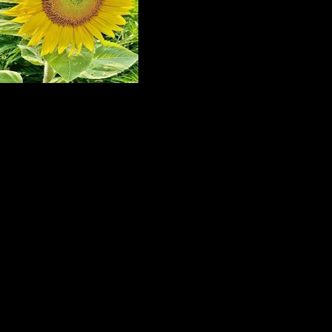 in sunlight | Local News | wdtimes.com