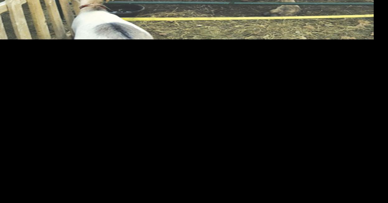 St. Lukes Farm Animals | | wdtimes.com