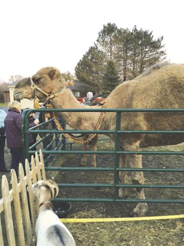 St. Lukes Farm Animals | | wdtimes.com