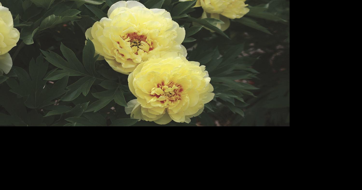 Anderson peonies in bloom at Hoard museum | Lifestyle | wdtimes.com