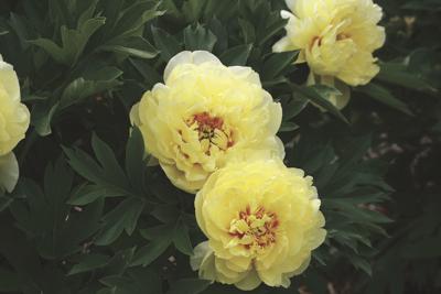 Anderson peonies in bloom at Hoard museum | Lifestyle | wdtimes.com