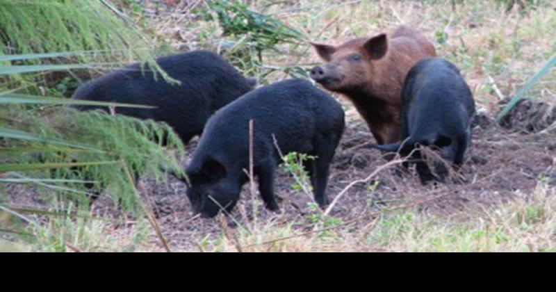 Lawmakers want more study on wild-pig poison | Local News ...