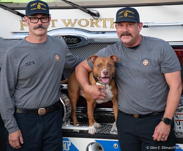 UPDATE: A home for Jake AND Tom: Dog found outside fire station with ...
