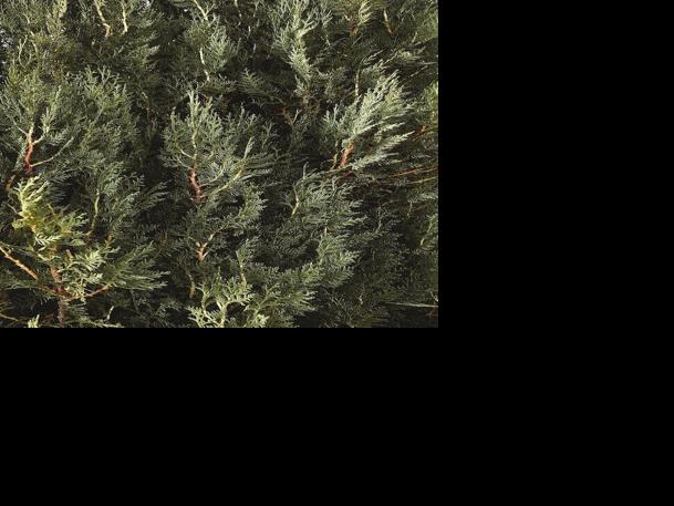 Cedar fever season begins in Texas | News | weatherforddemocrat.com