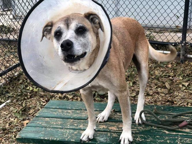MOXY'S GOT MOXIE: Animal shelter removes tumor from stray dog who got ...