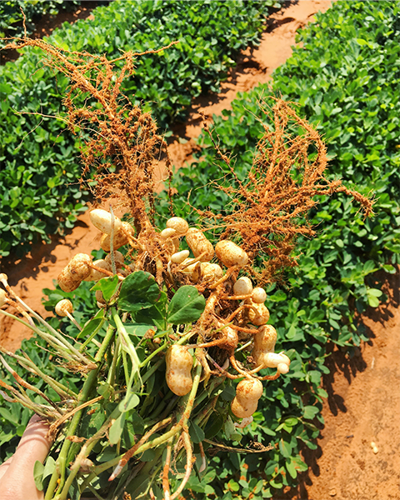 CROP & WEATHER REPORT: Moisture, low row-crop prices prompt possible ...