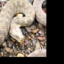 Ominous but harmless | Mineral-wells | weatherforddemocrat.com