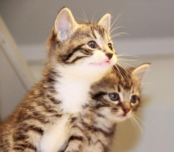 Four groups team up for final Petsense adoption | Mineral-wells ...