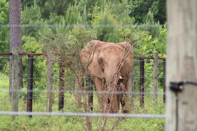 When elephants fly: Mundi the rescue elephant arrives in South Georgia ...