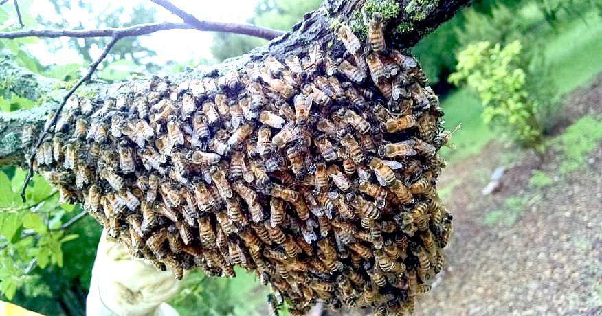 How a chance meeting helped Texas become the nation’s top beekeeping ...