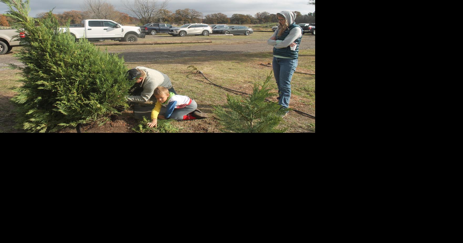 Christmas tree farm north of Weatherford does so well it ended sales a ...