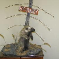 Springtown mascot is 'sharp' | Local News | weatherforddemocrat.com