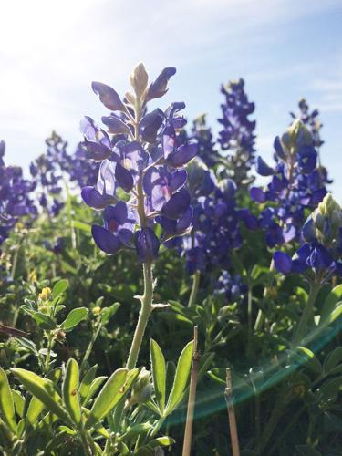 How did Texas become the bluebonnet state? | News | weatherforddemocrat.com