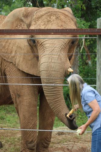When elephants fly: Mundi the rescue elephant arrives in South Georgia ...