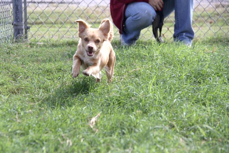 Four groups team up for final Petsense adoption | Mineral-wells ...