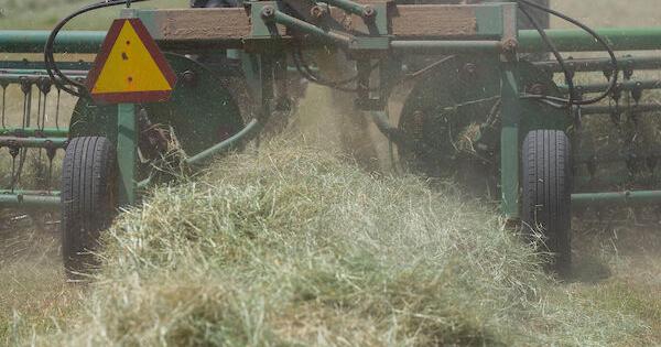 CROP & WEATHER REPORT: Hay, forage conditions improve with rainfall ...
