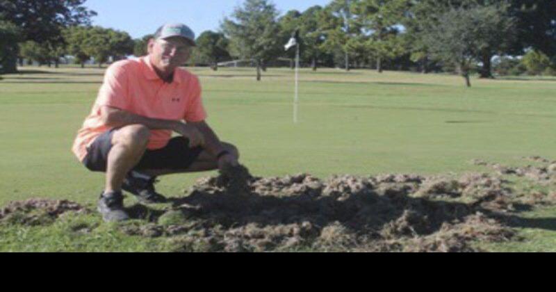 Hog hunting: Golf course turning to hand-picked hunters to help with ...