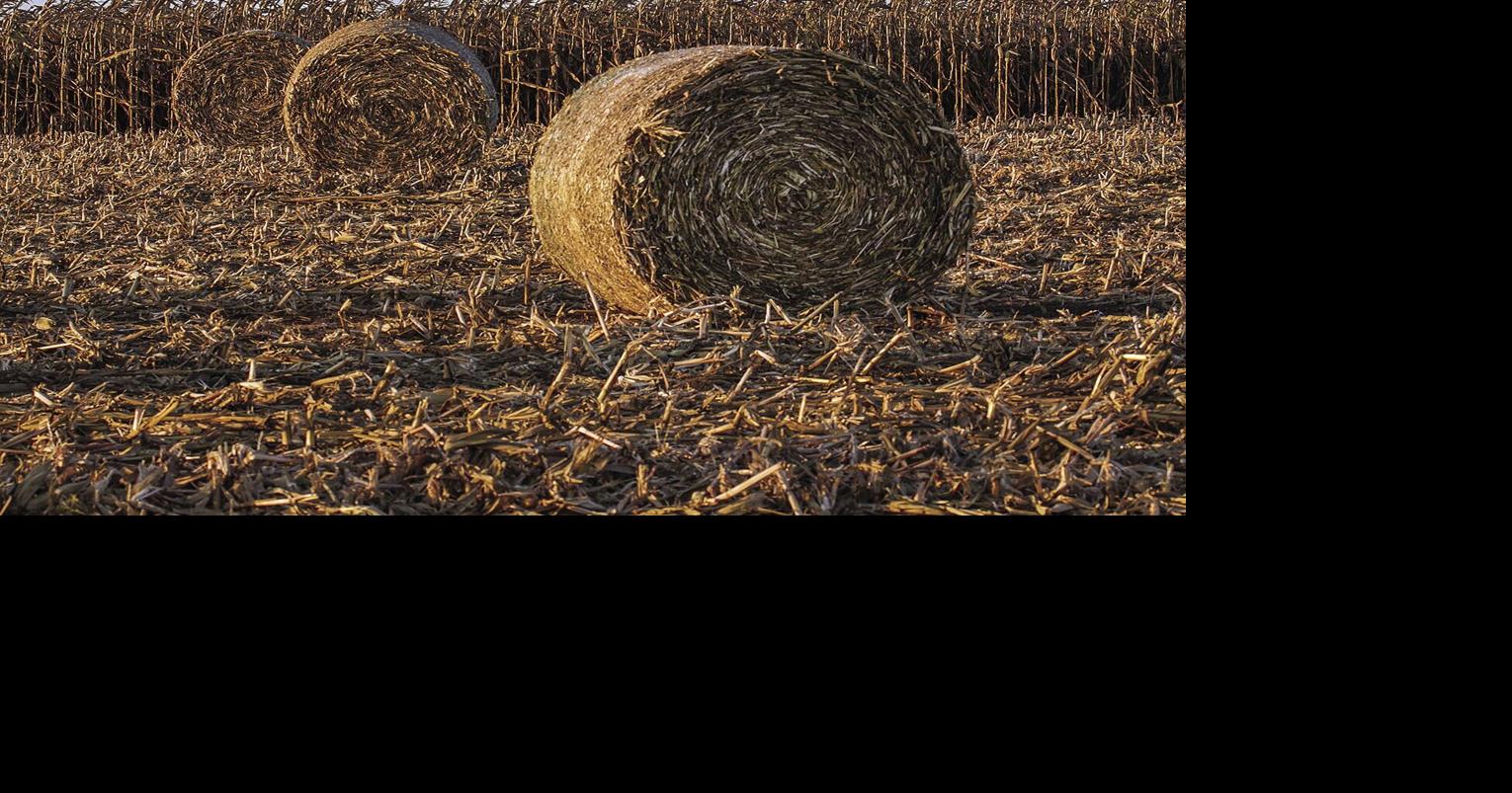 Texas crop and weather report: Hay-producing areas report below-average ...