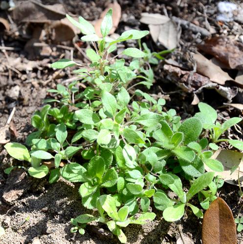 ASK A MASTER GARDENER: Is it OK to compost henbit, chickweed? | Local ...