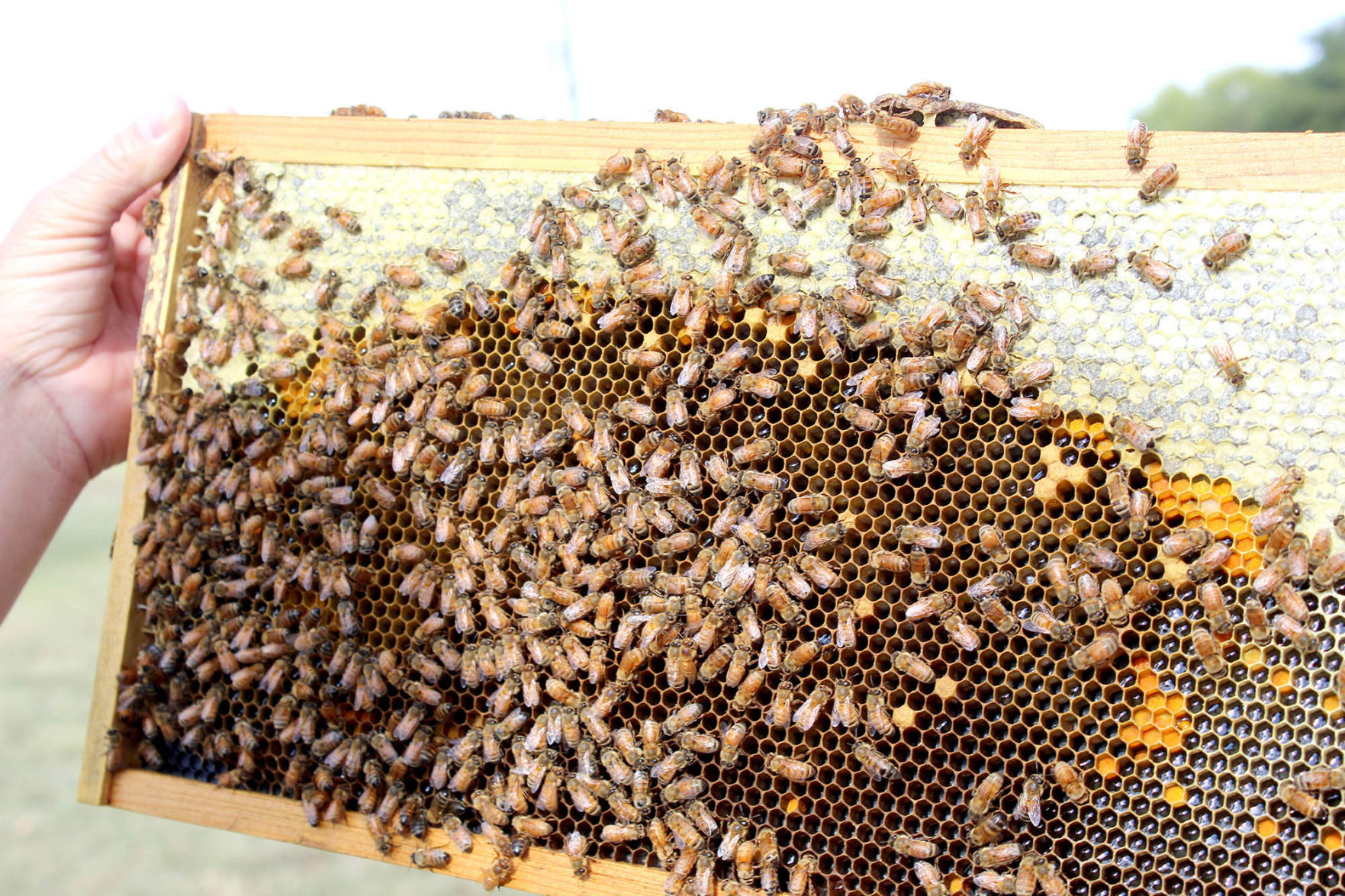 Texas law offers tax exemptions for active beekeepers | News ...