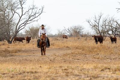 CROP & WEATHER REPORT: Adaptability and resilience remain key as ...