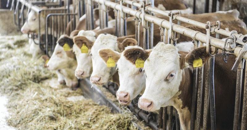 Researchers develop wearable devices for dairy cows | Local News ...