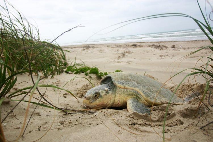 Sea turtle nesting season begins; Texas coast visitors asked to be ...