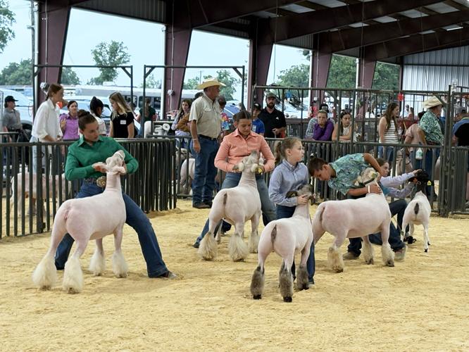 PCLIA stockshow underway | News | weatherforddemocrat.com