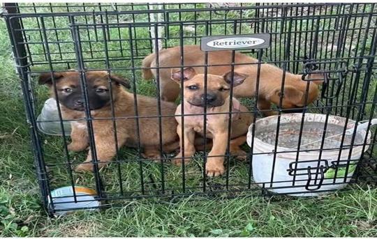 PCSO: Three puppies test positive for rabies | Mineral-wells ...