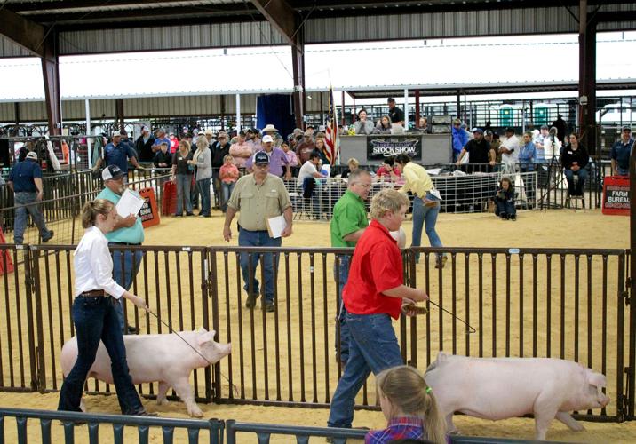 GALLERY: Parker County Livestock Show - Swine | Gallery ...