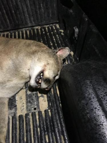 Officials to investigate mountain lion's appearance in Palo Pinto ...