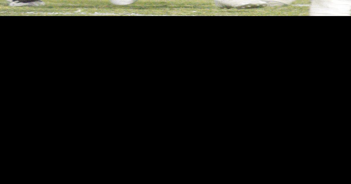 On the sidelines with Zach Brewster of Brock | Sports ...