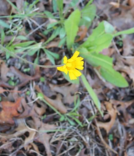 Embracing nature: Chandor trail allows native flora and fauna to ...
