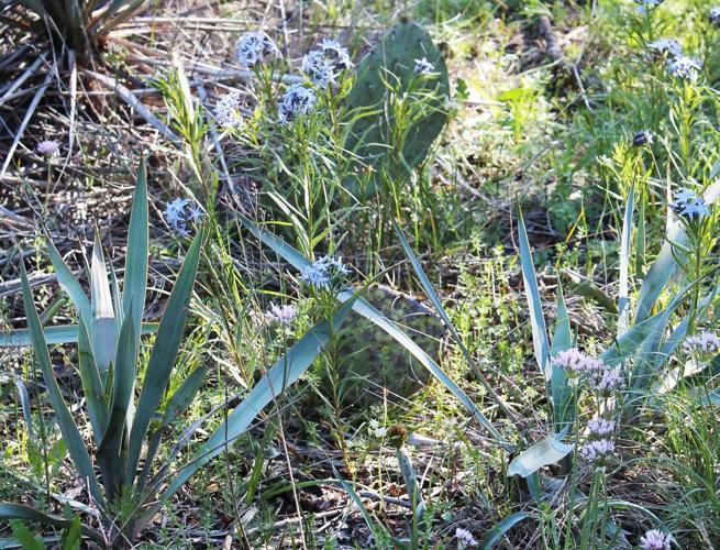 Embracing nature: Chandor trail allows native flora and fauna to ...