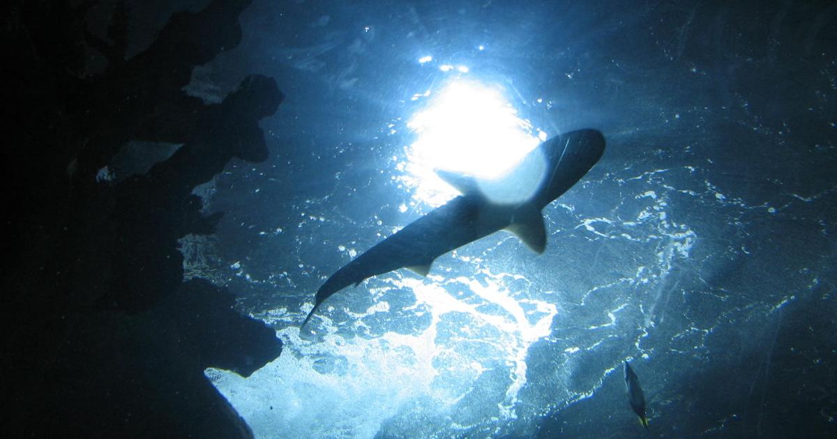 Shark Attacks Reported At Texas South Padre Island 2 People Bitten