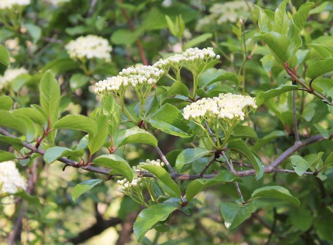 Embracing nature: Chandor trail allows native flora and fauna to ...